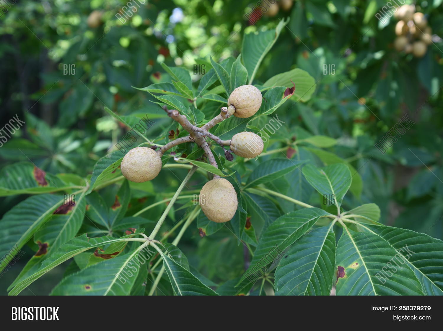 Giant Round Buckeye Image & Photo (Free Trial) | Bigstock