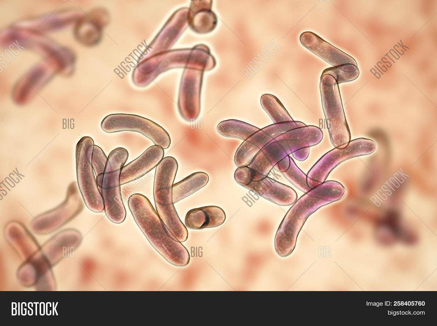 Vibrio Cholerae Image & Photo (Free Trial) | Bigstock