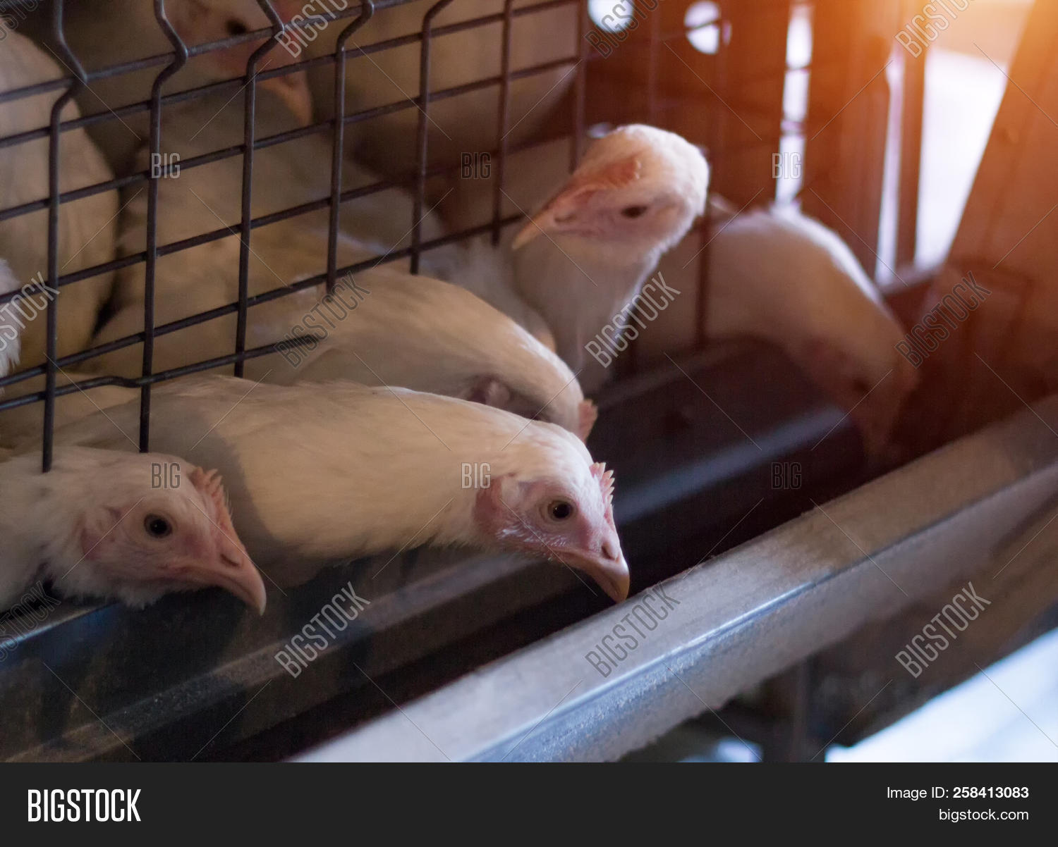 Breeding Broiler Image & Photo (Free Trial) | Bigstock
