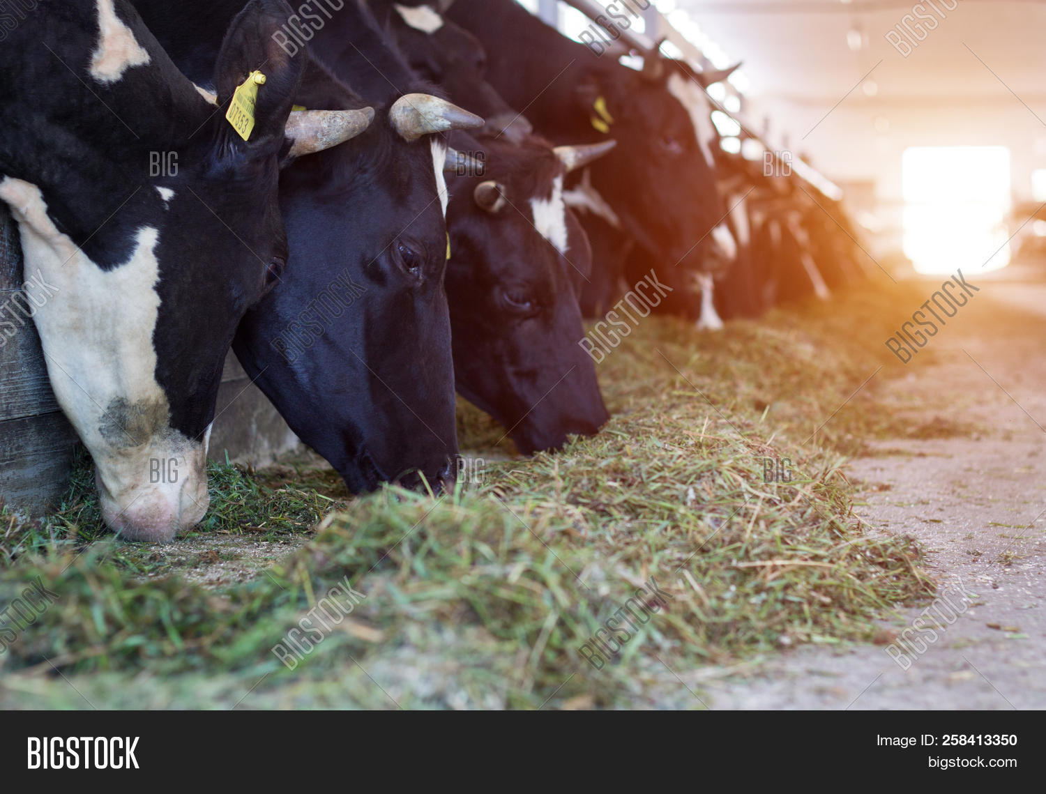 Many Cows Stand Barn Image & Photo (Free Trial) | Bigstock