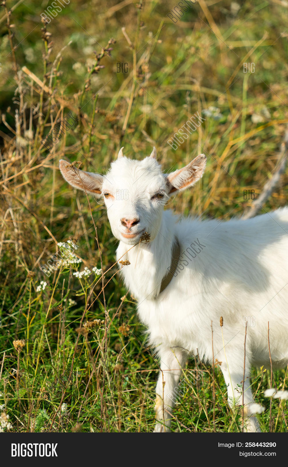 Picture Goat. Goat Image & Photo (Free Trial) | Bigstock