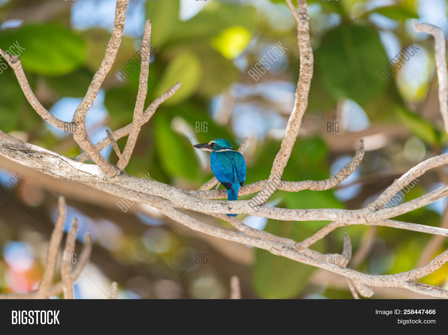 Bird (white-collared Image & Photo (Free Trial) | Bigstock