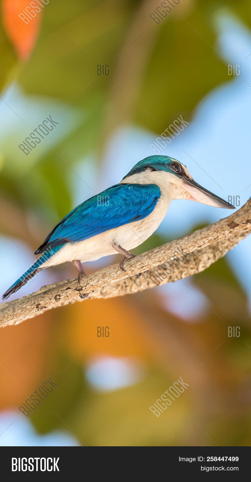 Bird (white-collared Image & Photo (Free Trial) | Bigstock