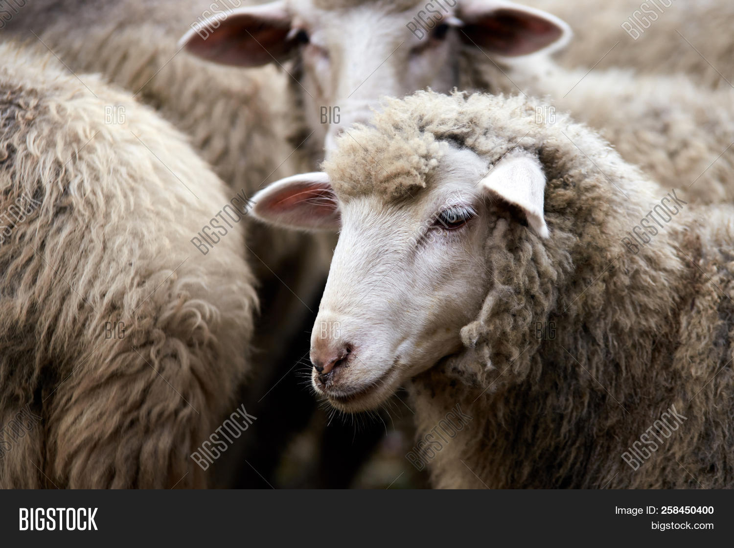 Sad Muzzle Sheep Image & Photo (Free Trial) | Bigstock