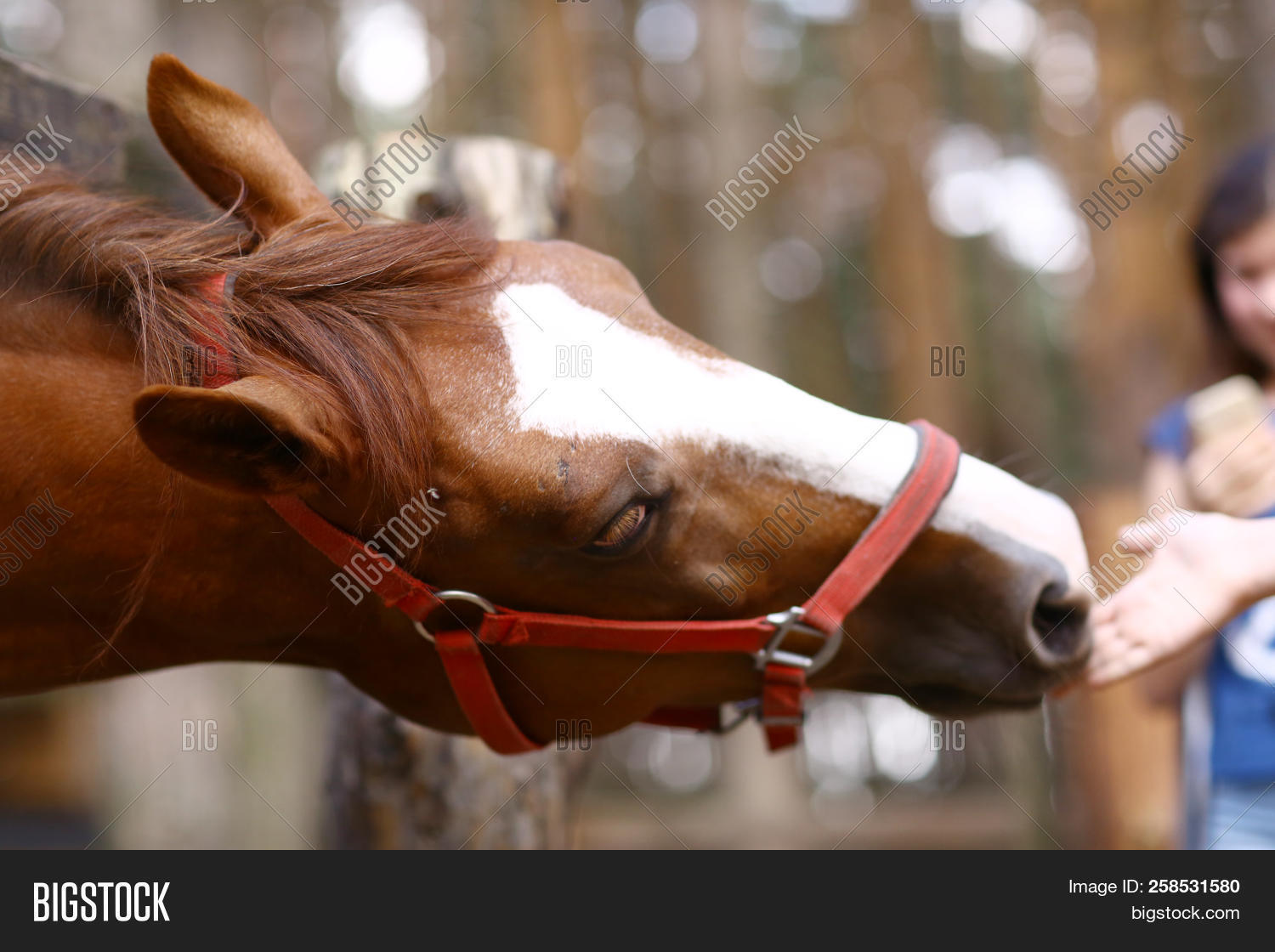 Horse Head Eating Image & Photo (Free Trial) | Bigstock