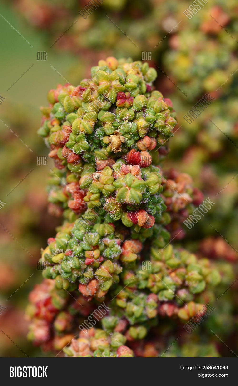 Rainbow Quinoa Flowers Image & Photo (Free Trial) | Bigstock