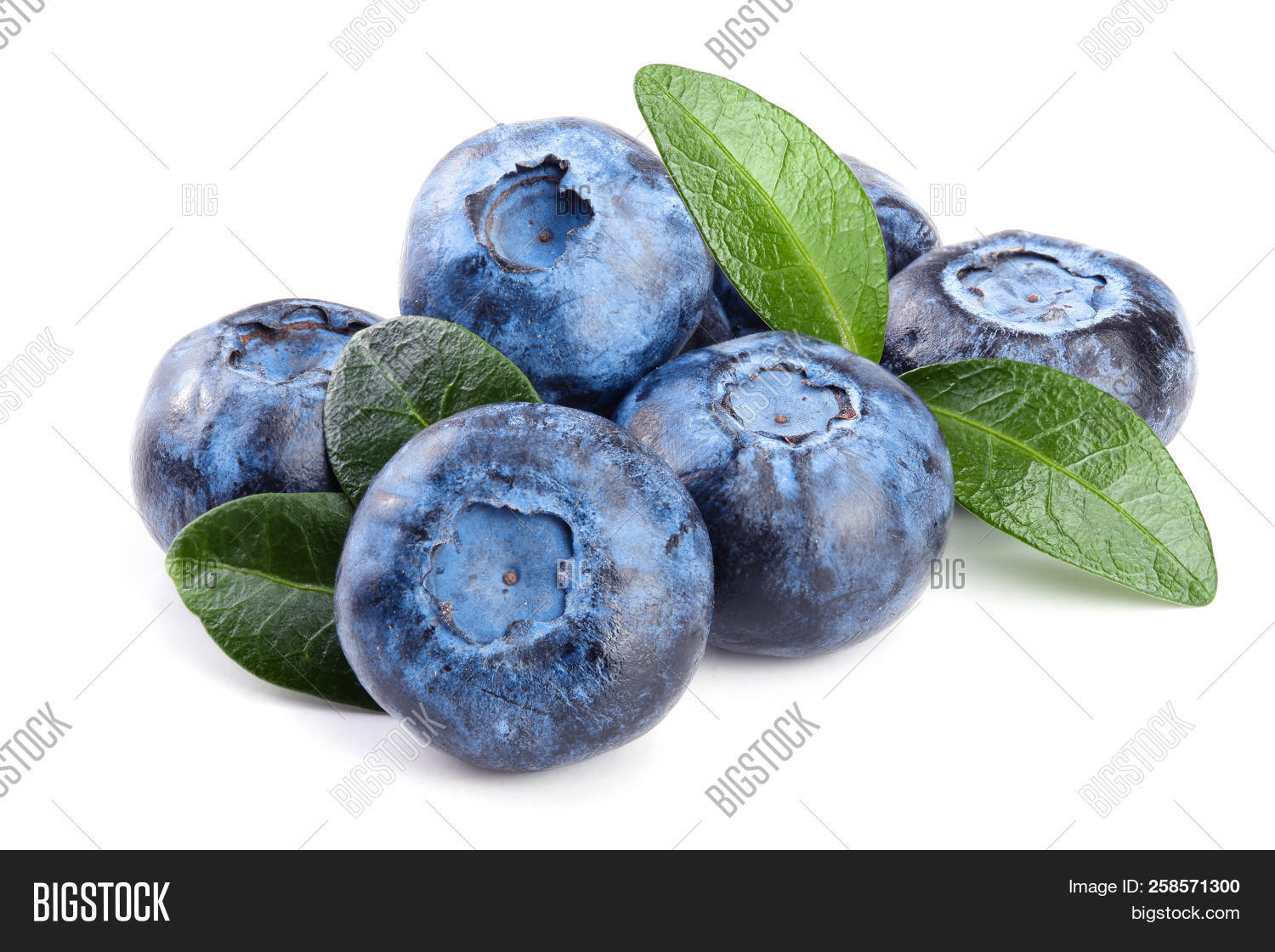 Fresh Blueberry Leaf Image & Photo (Free Trial) | Bigstock