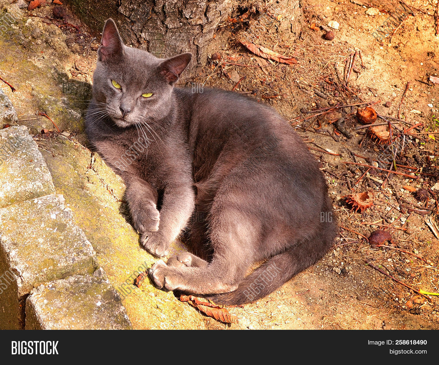 Stray Cat Beautiful Image & Photo (Free Trial) | Bigstock