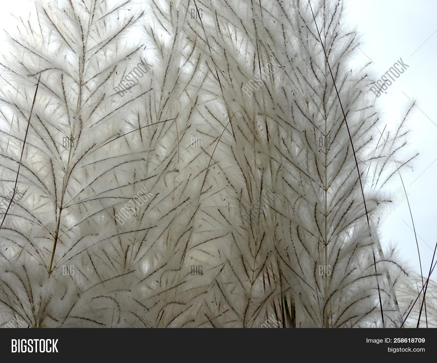 Beautiful White Kash Image & Photo (Free Trial) | Bigstock