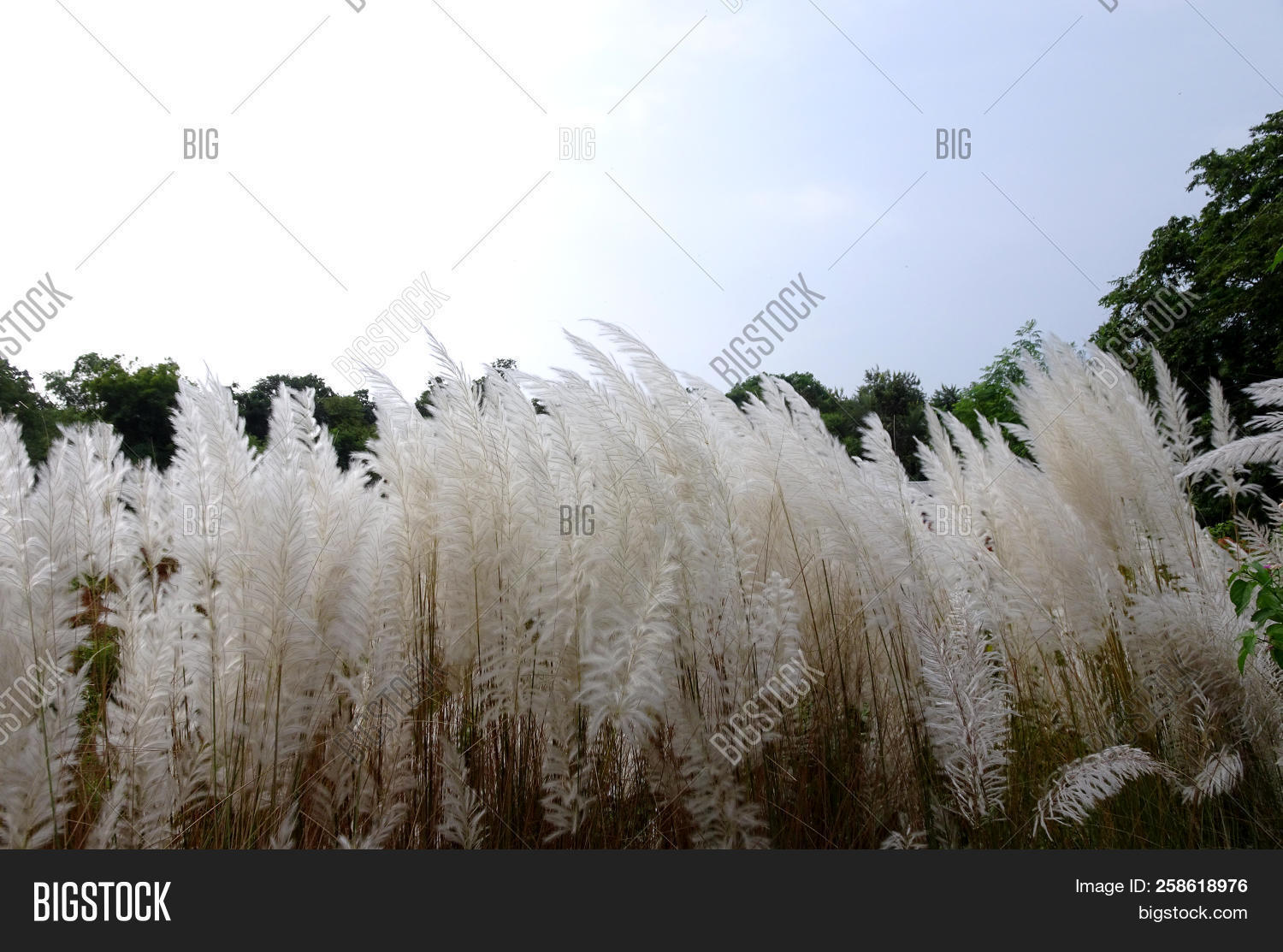 Beautiful White Kash Image & Photo (Free Trial) | Bigstock