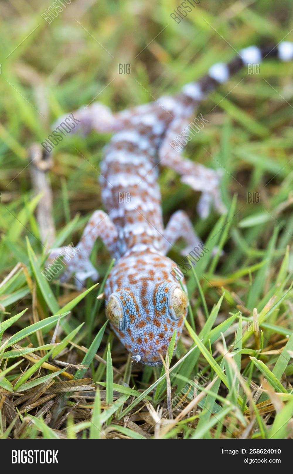 Close Gecko On Lawn, Image & Photo (Free Trial) | Bigstock