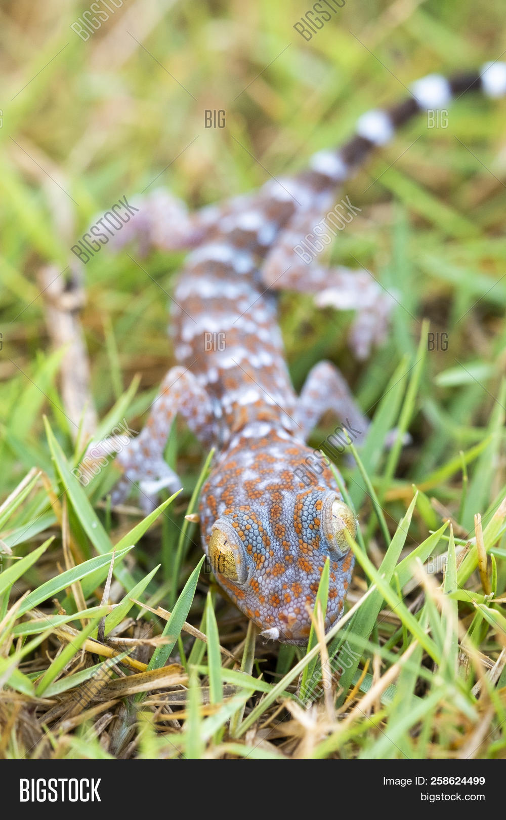 Close Gecko On Lawn, Image & Photo (Free Trial) | Bigstock