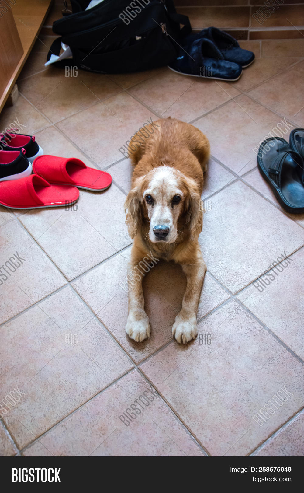 Domestic Watchdog. Dog Image & Photo (Free Trial) | Bigstock