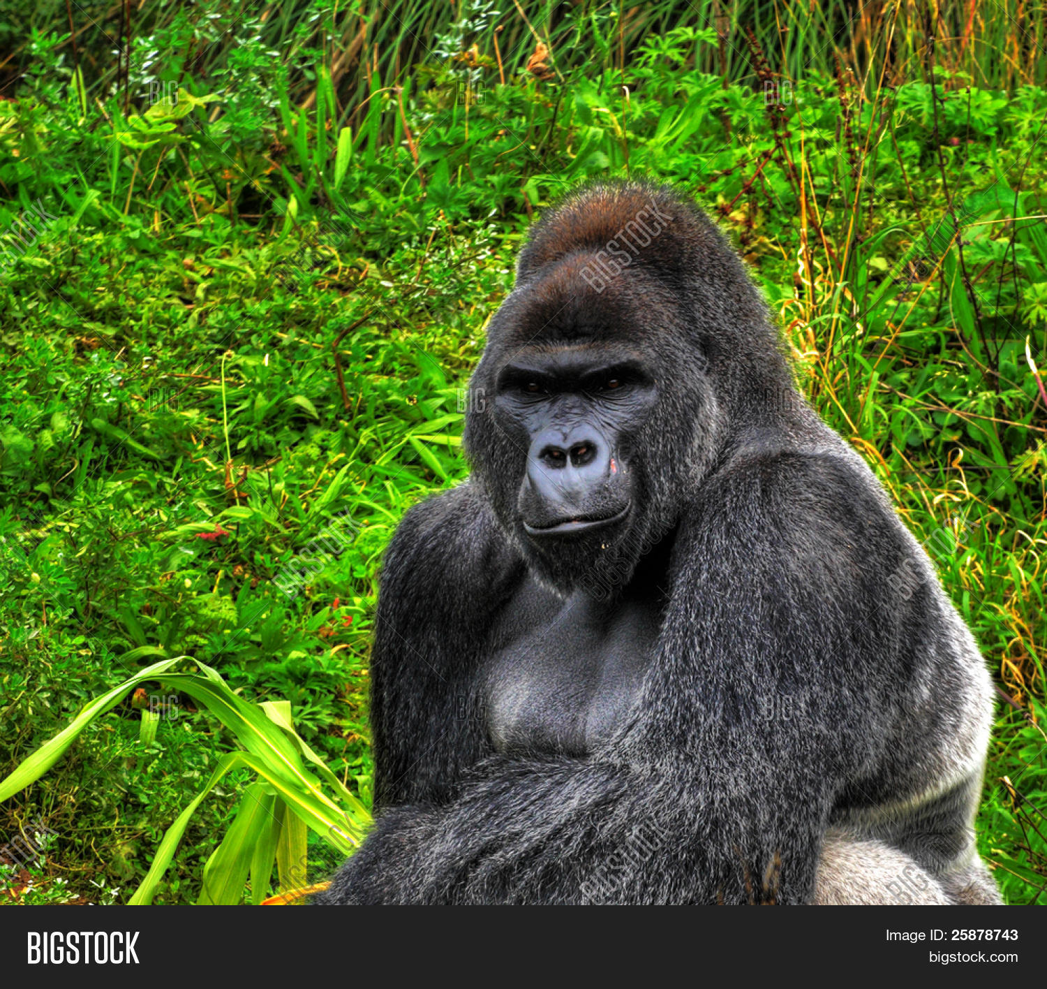 HDR Close Image Male Image & Photo (Free Trial) | Bigstock