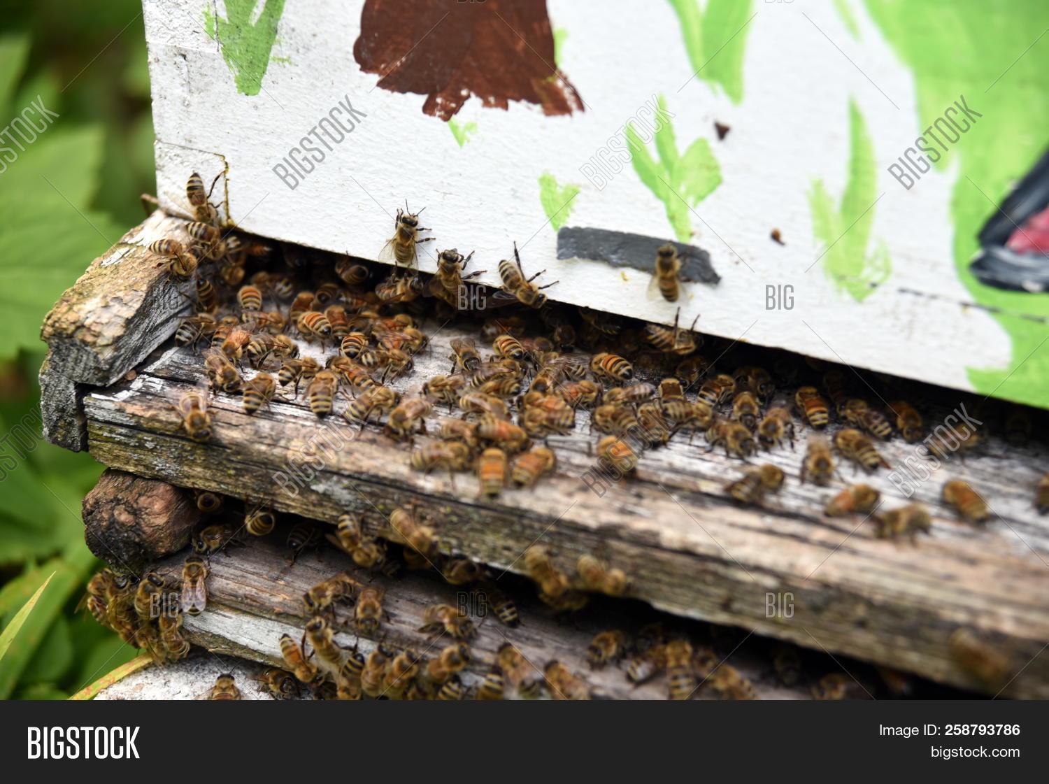 Bees Front Hive Image & Photo (Free Trial) | Bigstock