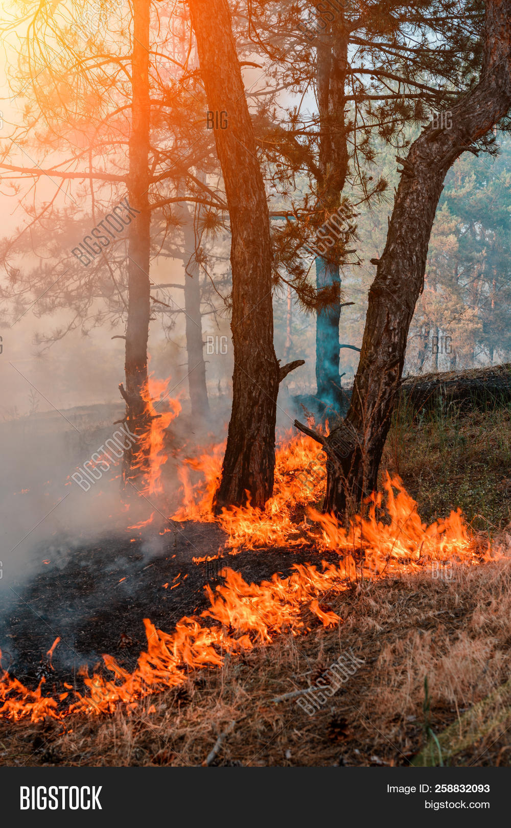 Forest Fire. Fallen Image & Photo (Free Trial) | Bigstock