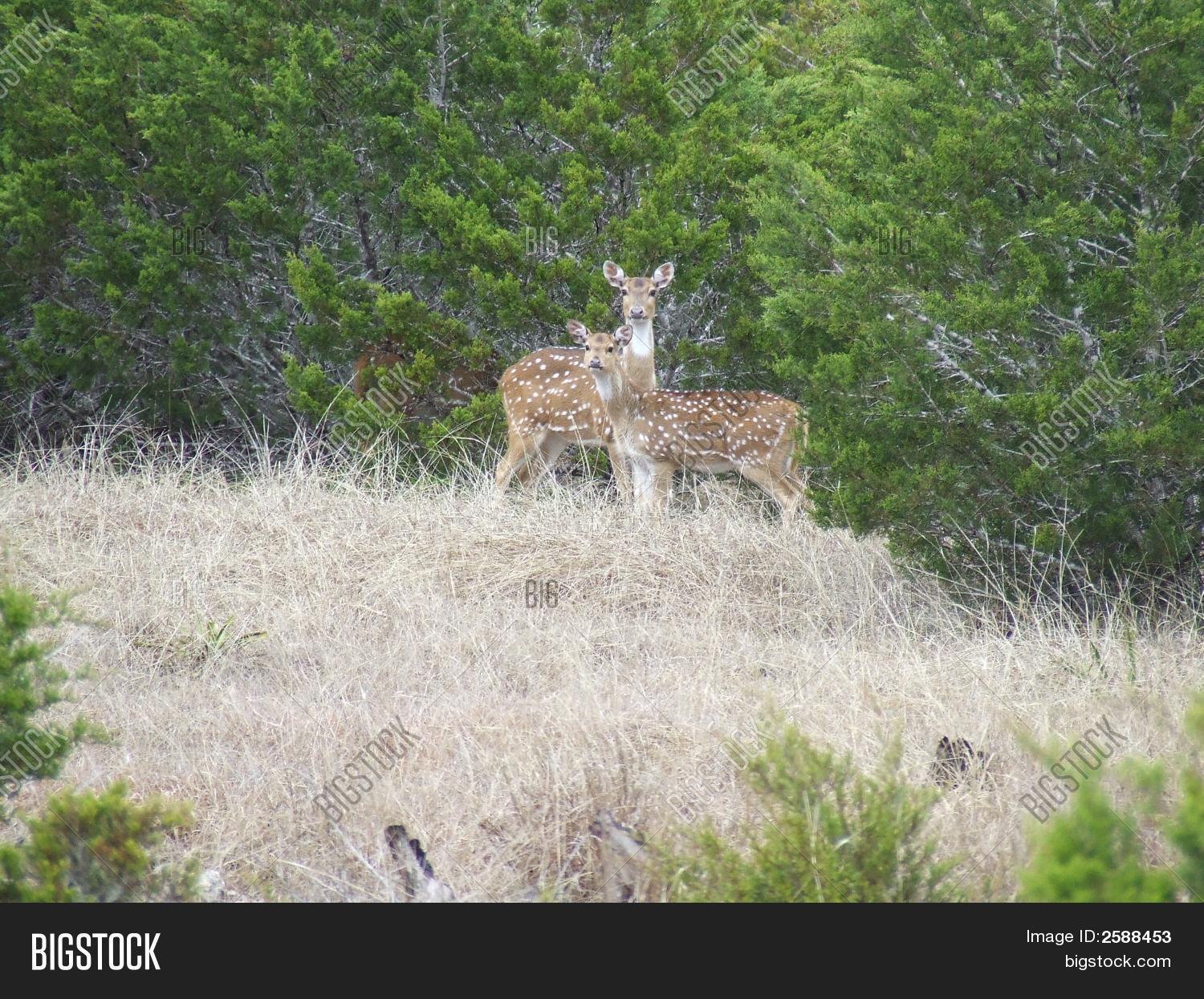 Two Fawns Image & Photo (Free Trial) | Bigstock