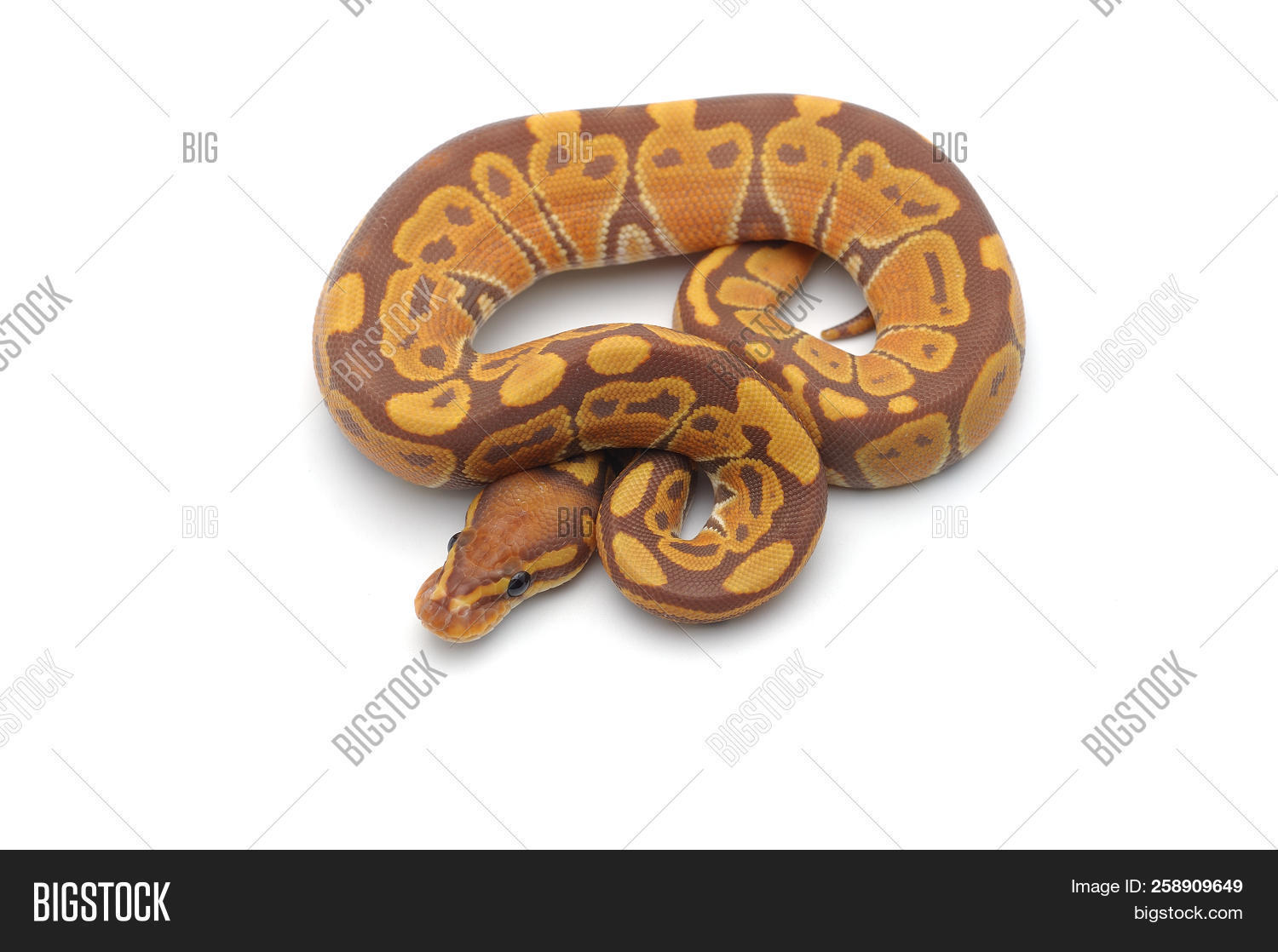 Royal Ball Python Image & Photo (Free Trial) | Bigstock