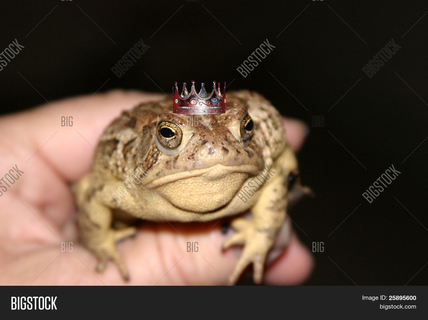 Imagen y foto Un Sapo Se Sienta (prueba gratis) | Bigstock