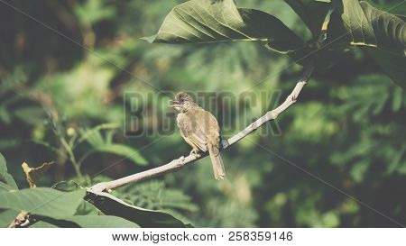 Bird (streak-eared Image & Photo (Free Trial) | Bigstock