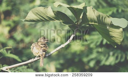 Bird (streak-eared Image & Photo (Free Trial) | Bigstock