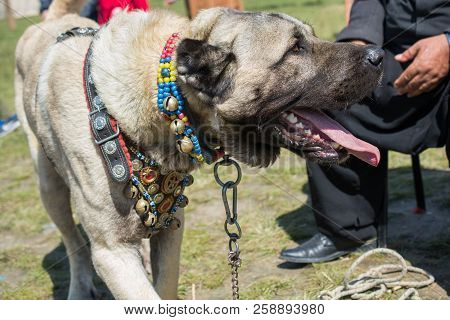 Turkish Breed Shepherd Image & Photo (Free Trial) | Bigstock