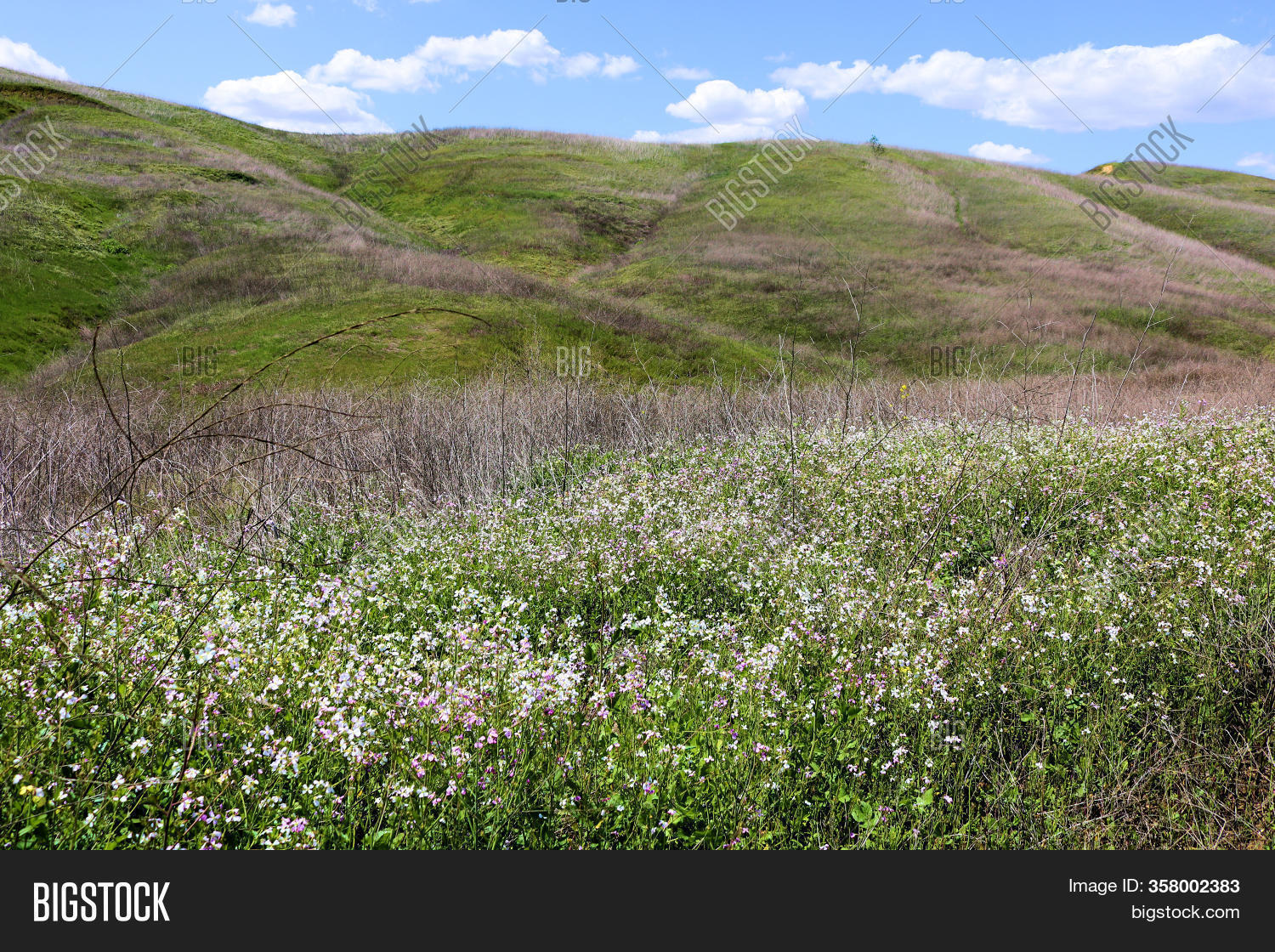 Spring Wildflower Image & Photo (Free Trial) | Bigstock
