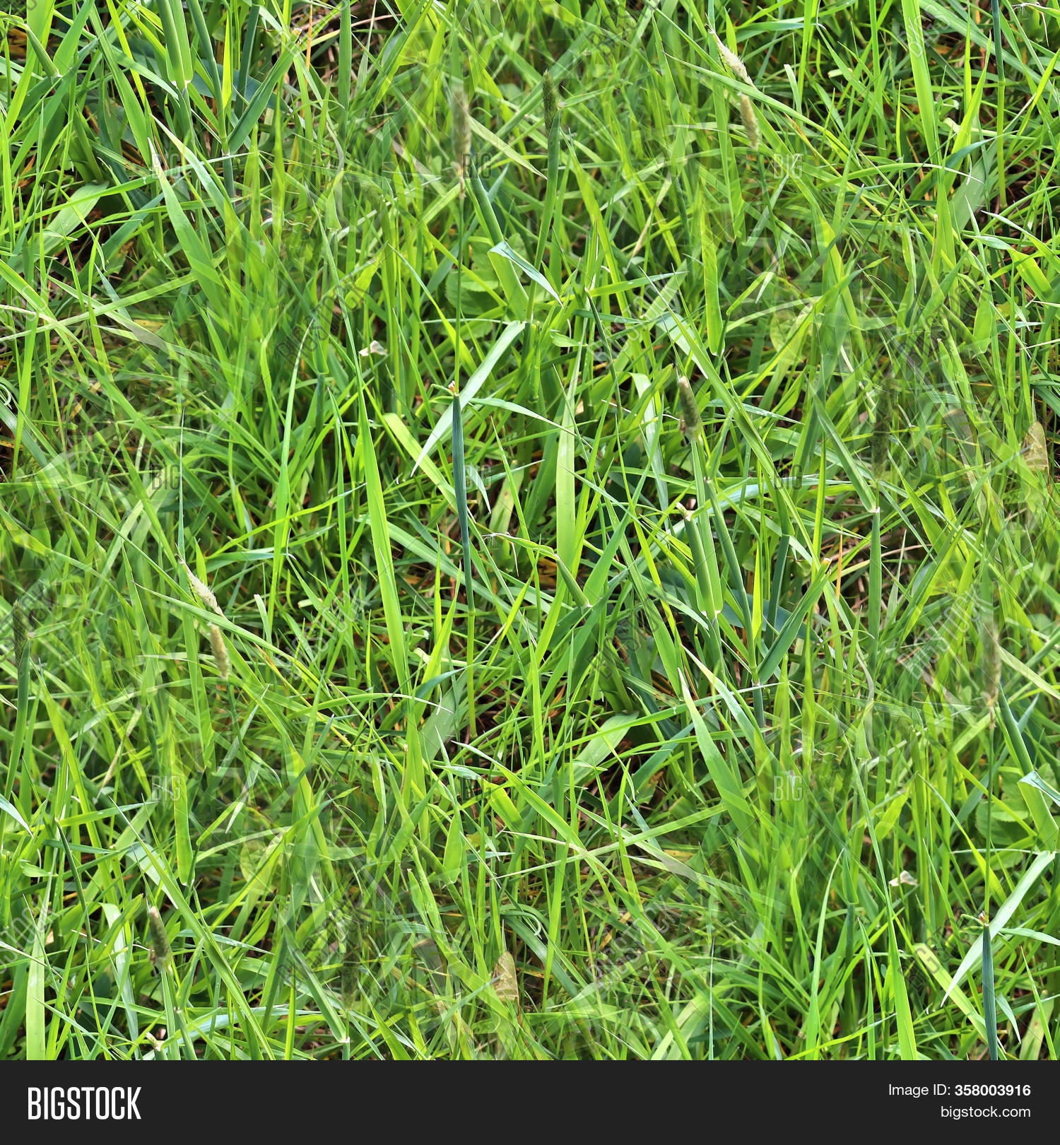 High Resolution Foto Image & Photo (Free Trial) | Bigstock