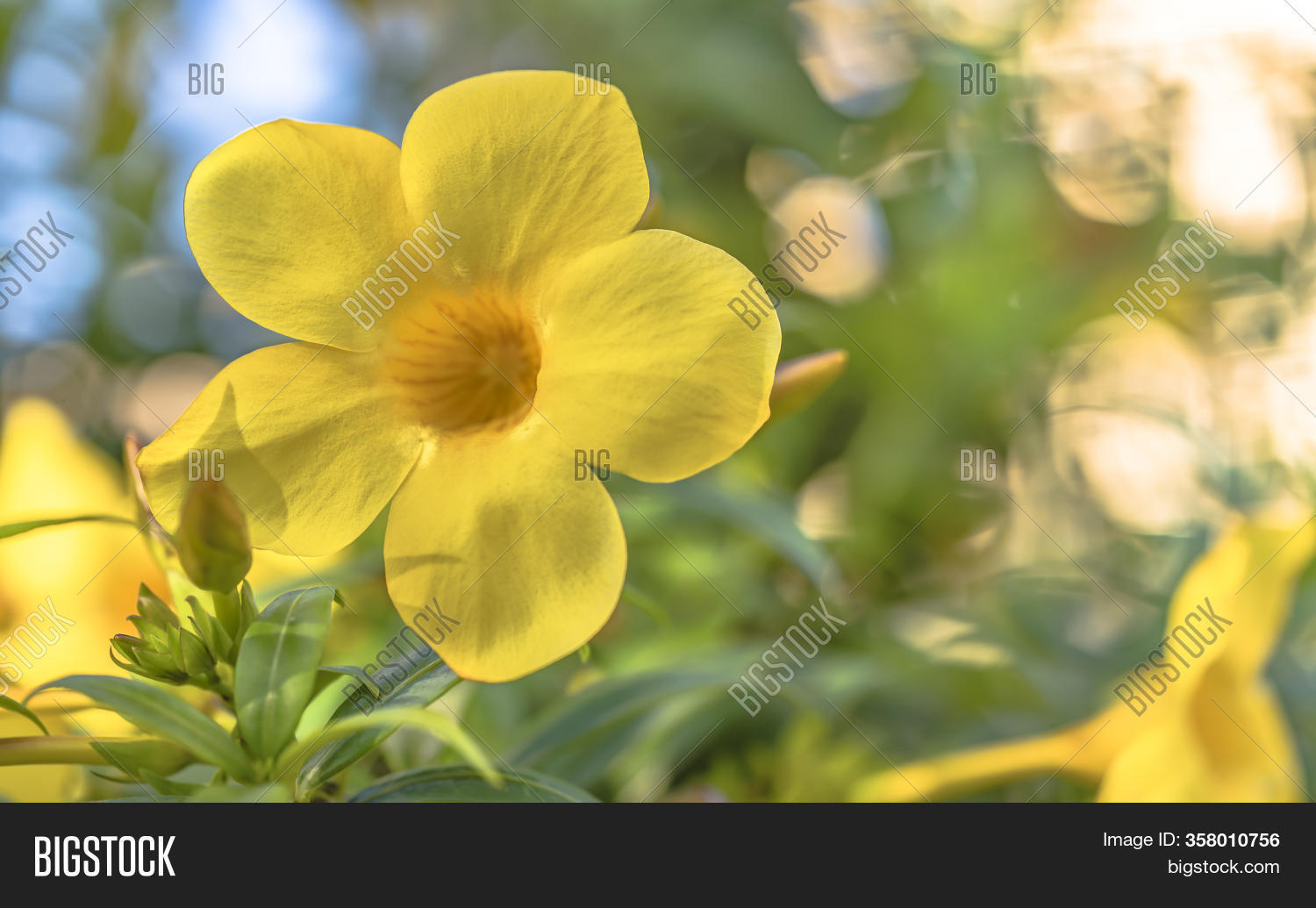 Yellow Alamanda Image & Photo (Free Trial) | Bigstock