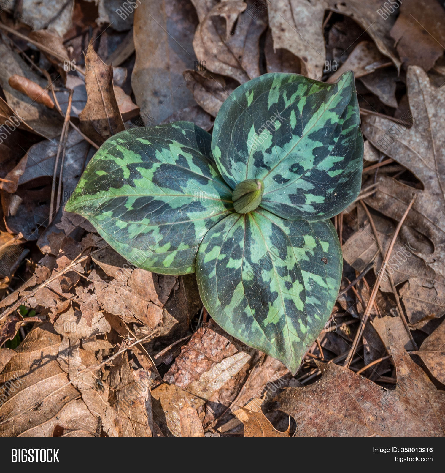 Large Green Mottled Image & Photo (Free Trial) | Bigstock