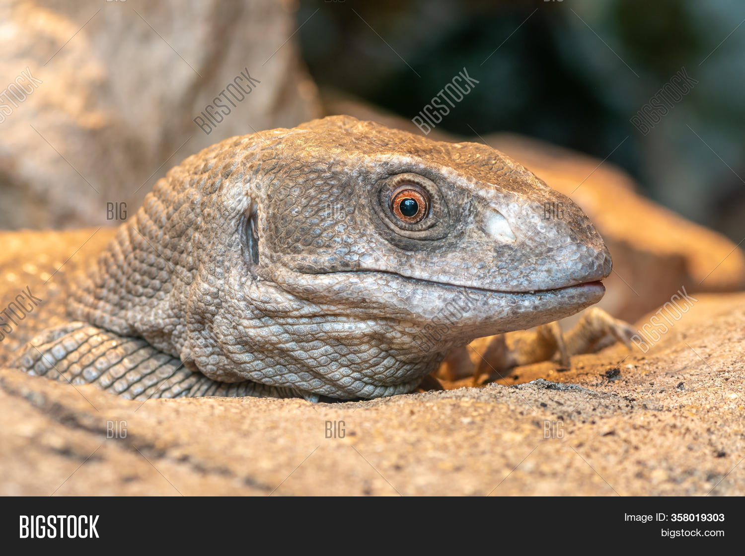 Head Shot Savannah Image & Photo (Free Trial) | Bigstock