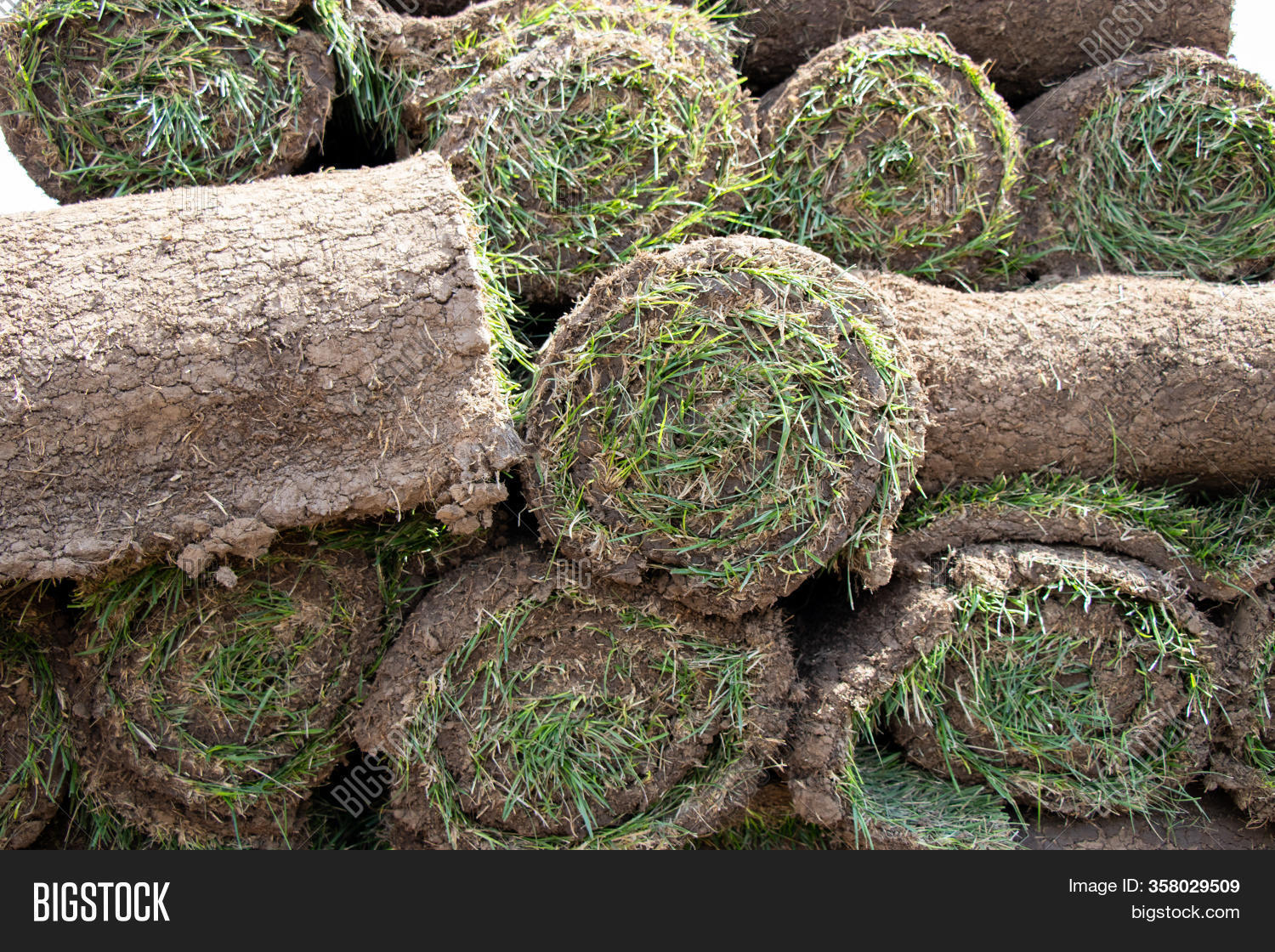 Grass Turf Roll Ready Image & Photo (Free Trial) | Bigstock