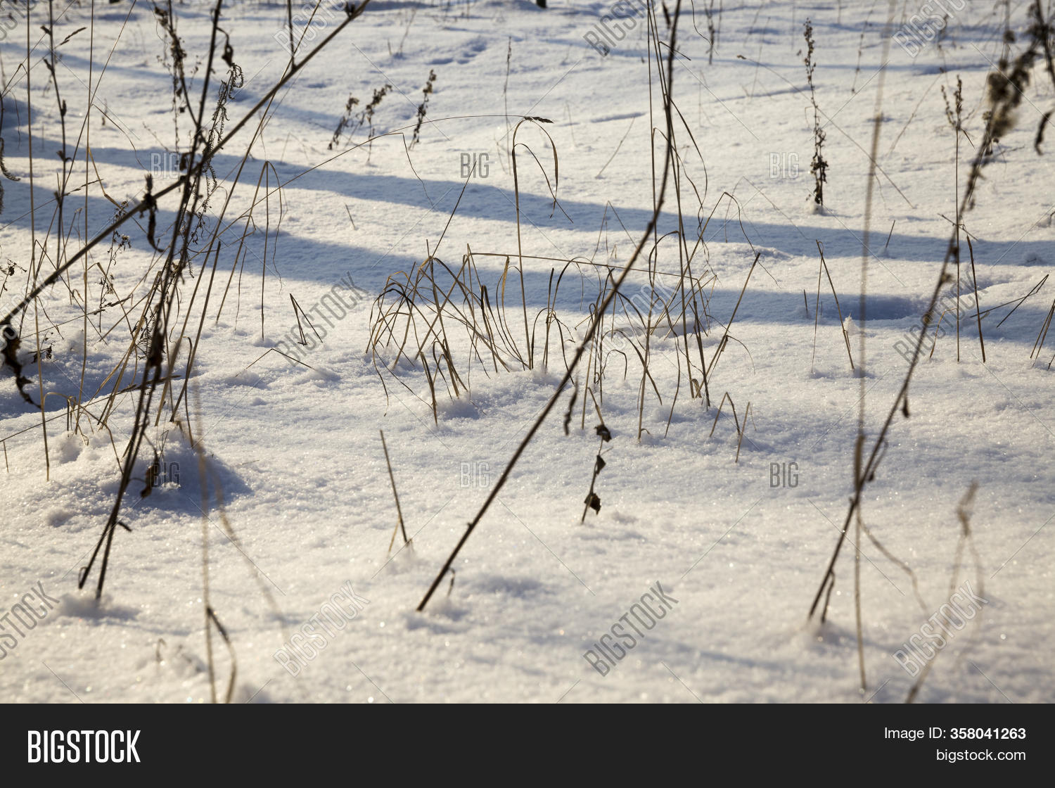 Snow Ice Covered Dead Image & Photo (Free Trial) | Bigstock