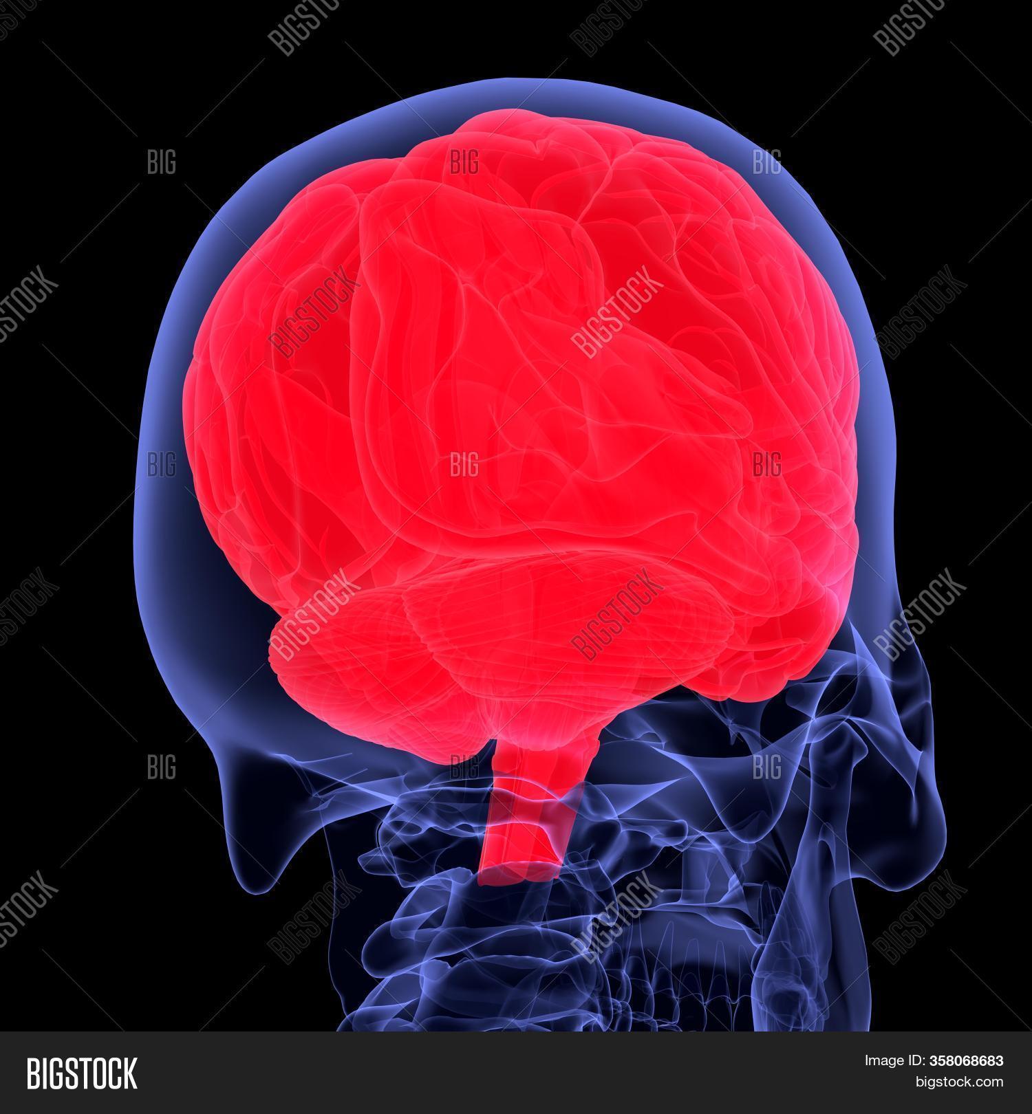 Human Brain Central Image & Photo (Free Trial) | Bigstock