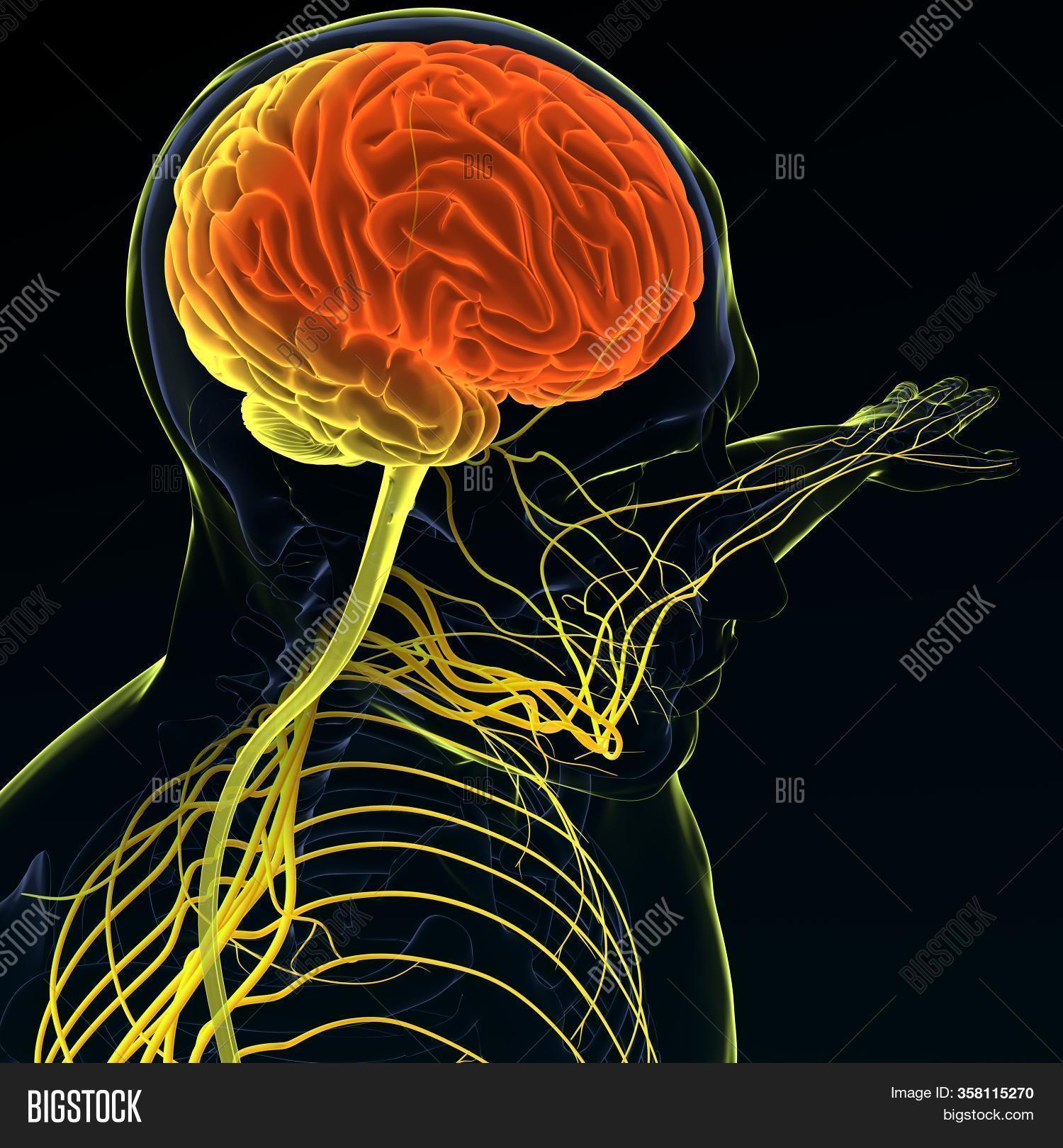 Brain Sends Messages Image & Photo (Free Trial) | Bigstock