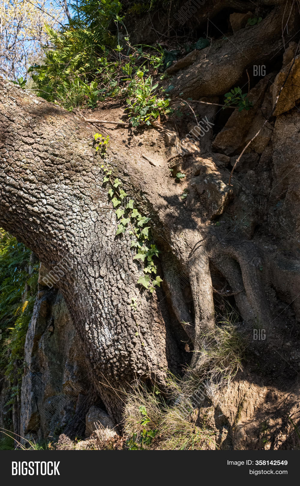 Roots, Trunk Bark Image & Photo (Free Trial) | Bigstock