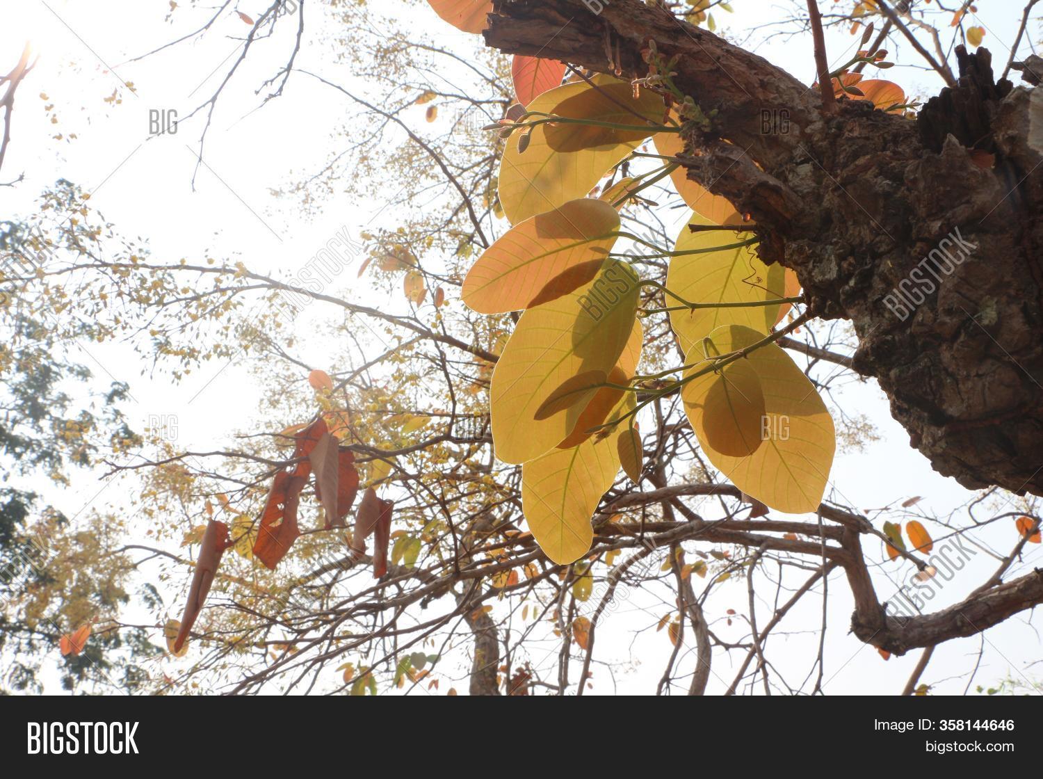 Shorea Siamensis Image & Photo (Free Trial) | Bigstock