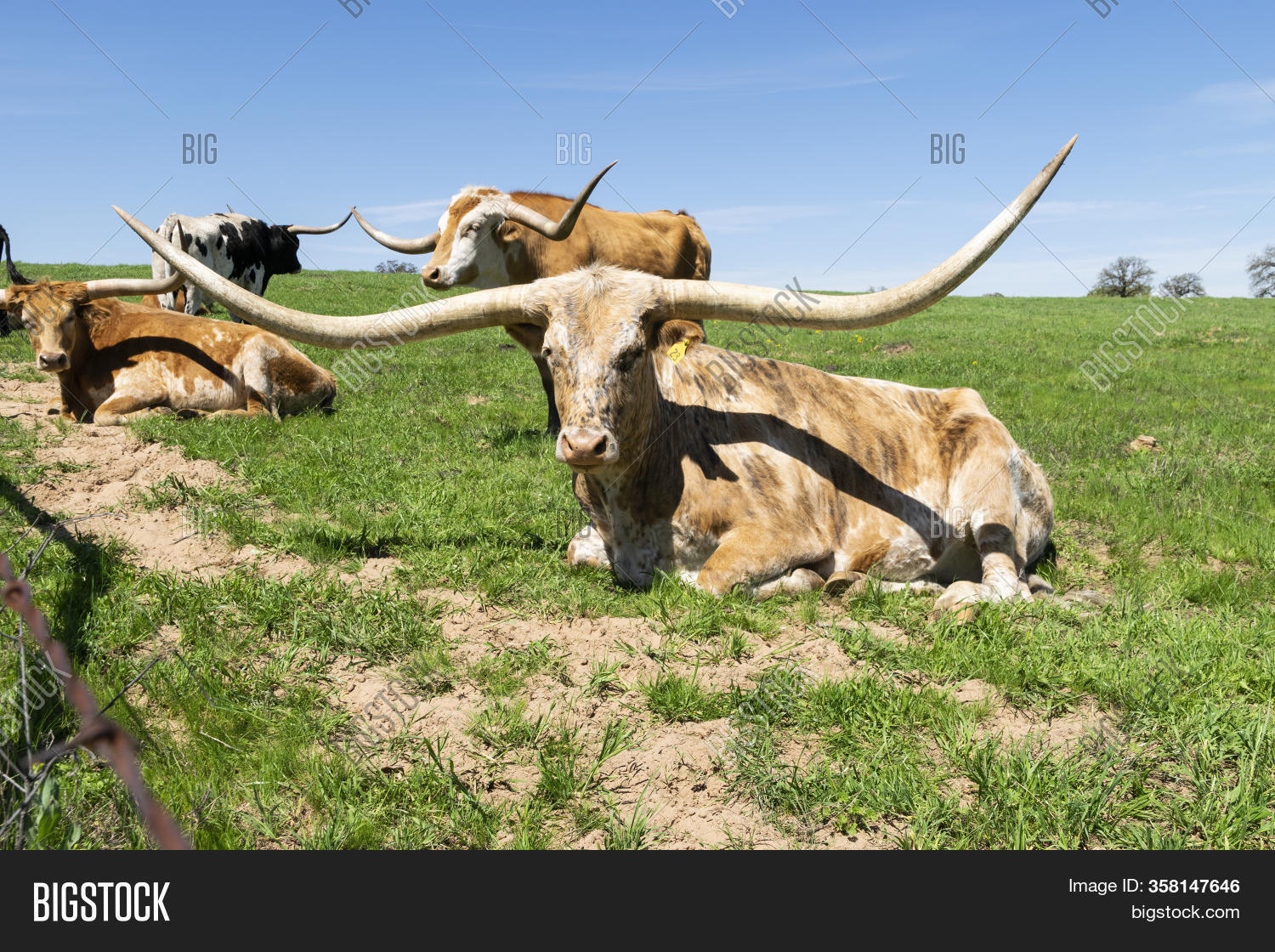 Large Longhorn Mottled Image & Photo (Free Trial) | Bigstock