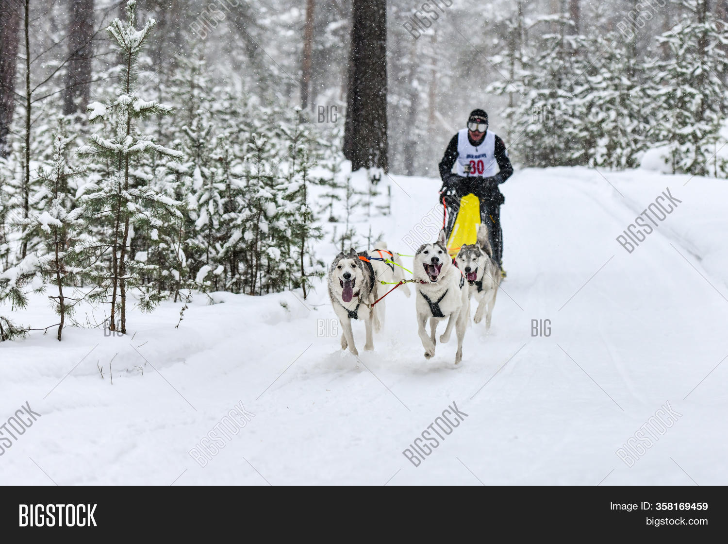 Siberian Husky Sled Image & Photo (Free Trial) | Bigstock