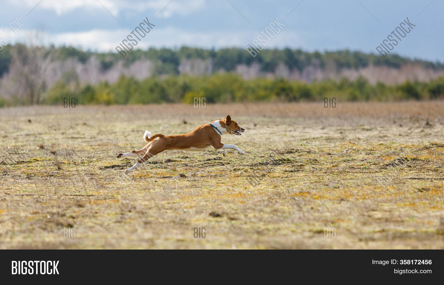 Dogs Runs Field Image & Photo (Free Trial) | Bigstock