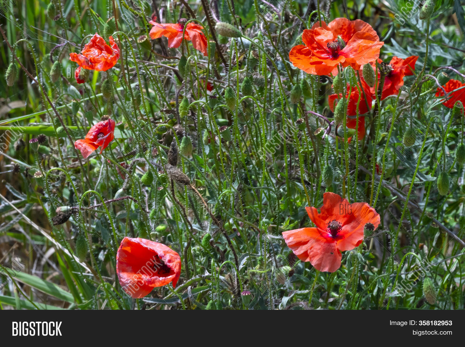 Summer Poppy Flowers Image & Photo (Free Trial) | Bigstock