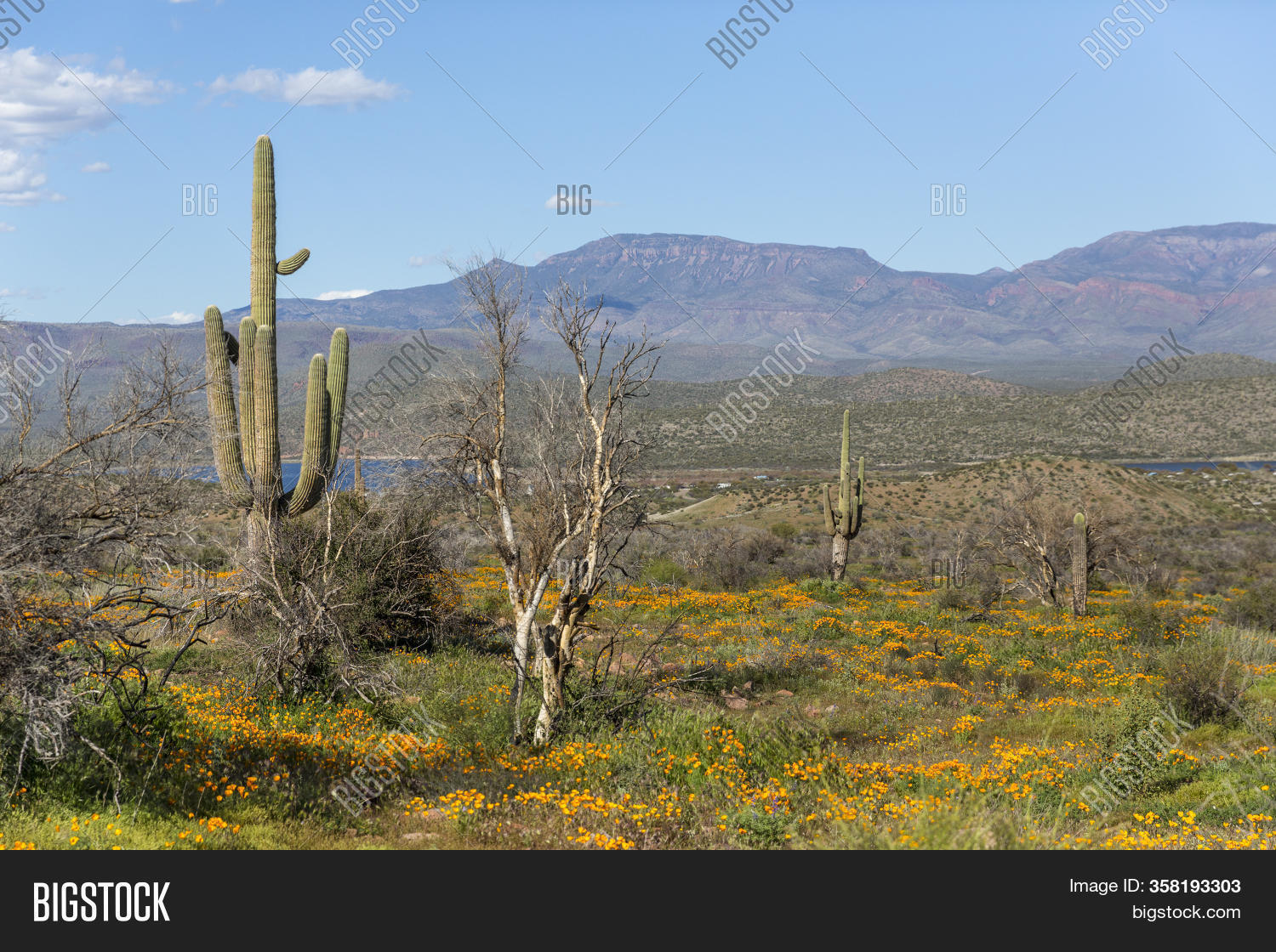 Saguaro Cactus Image & Photo (Free Trial) | Bigstock