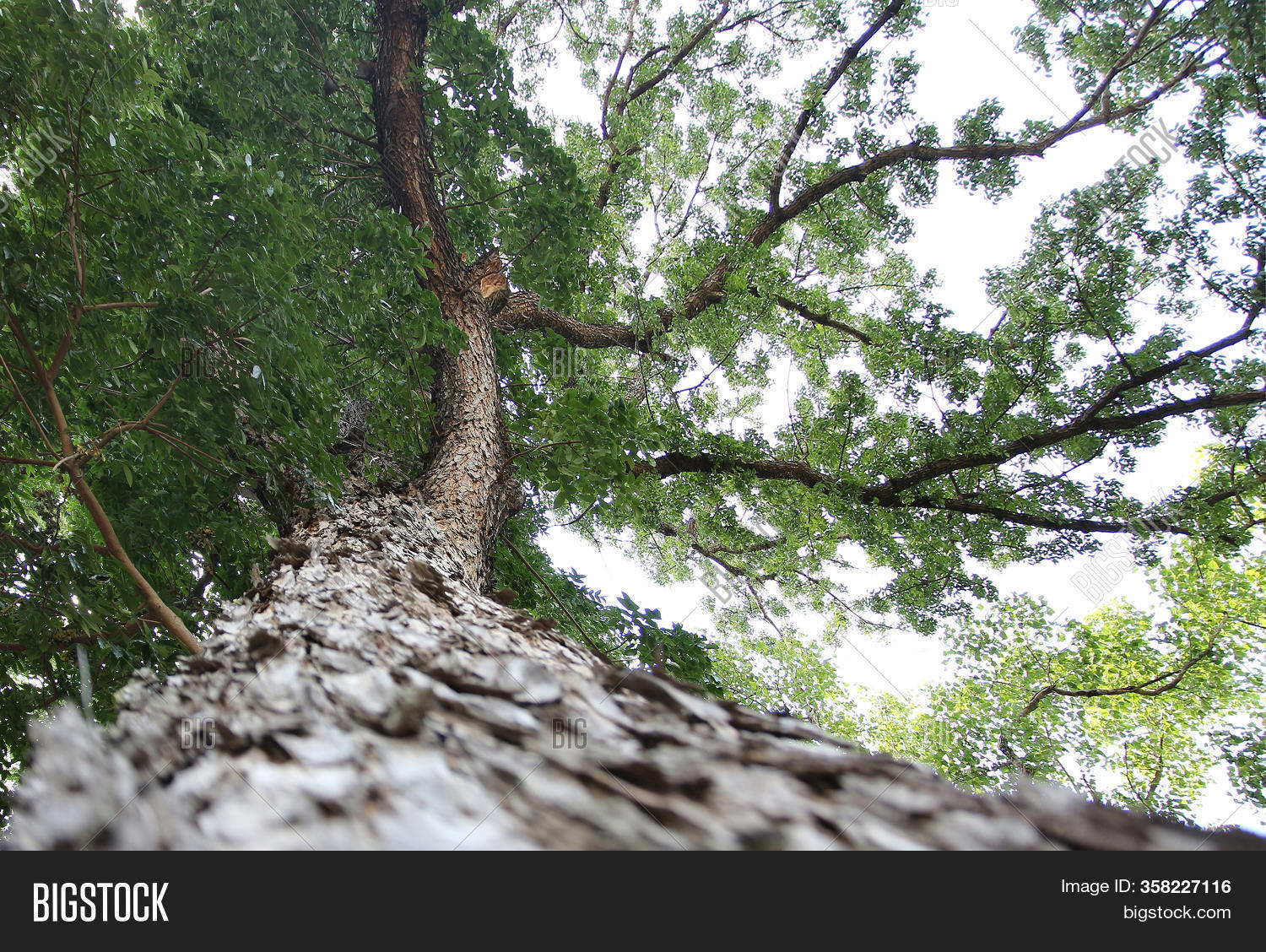 Big Tree Green Leaves Image & Photo (Free Trial) | Bigstock