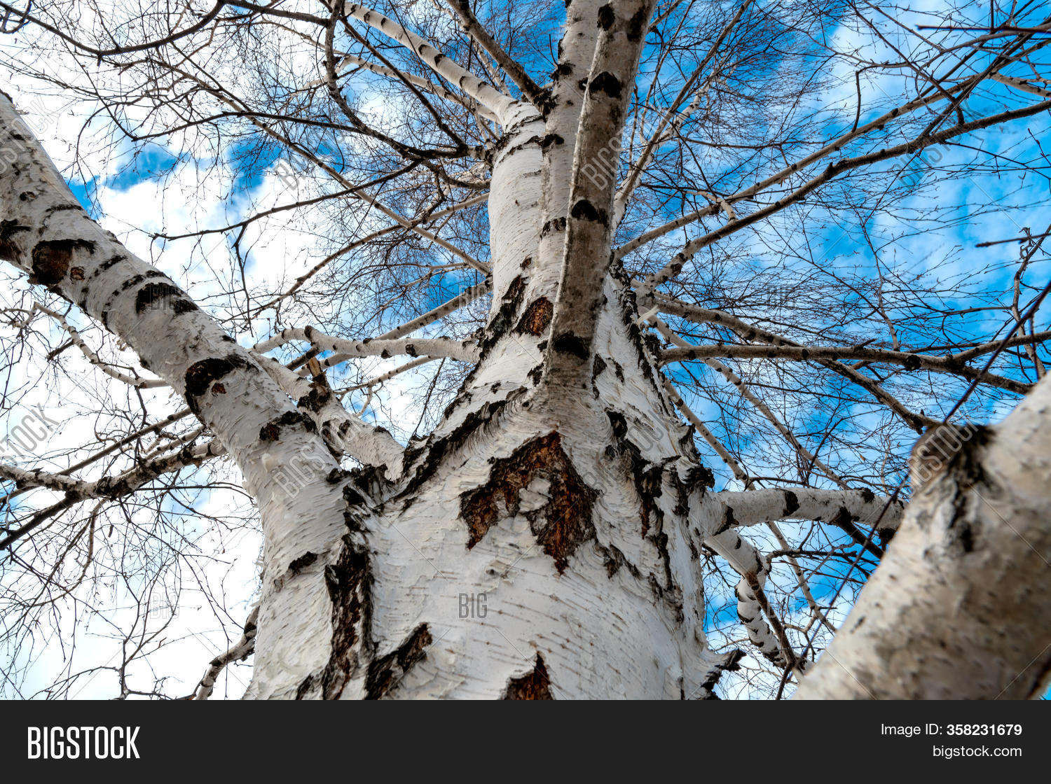 White Branches Birch Image & Photo (Free Trial) | Bigstock