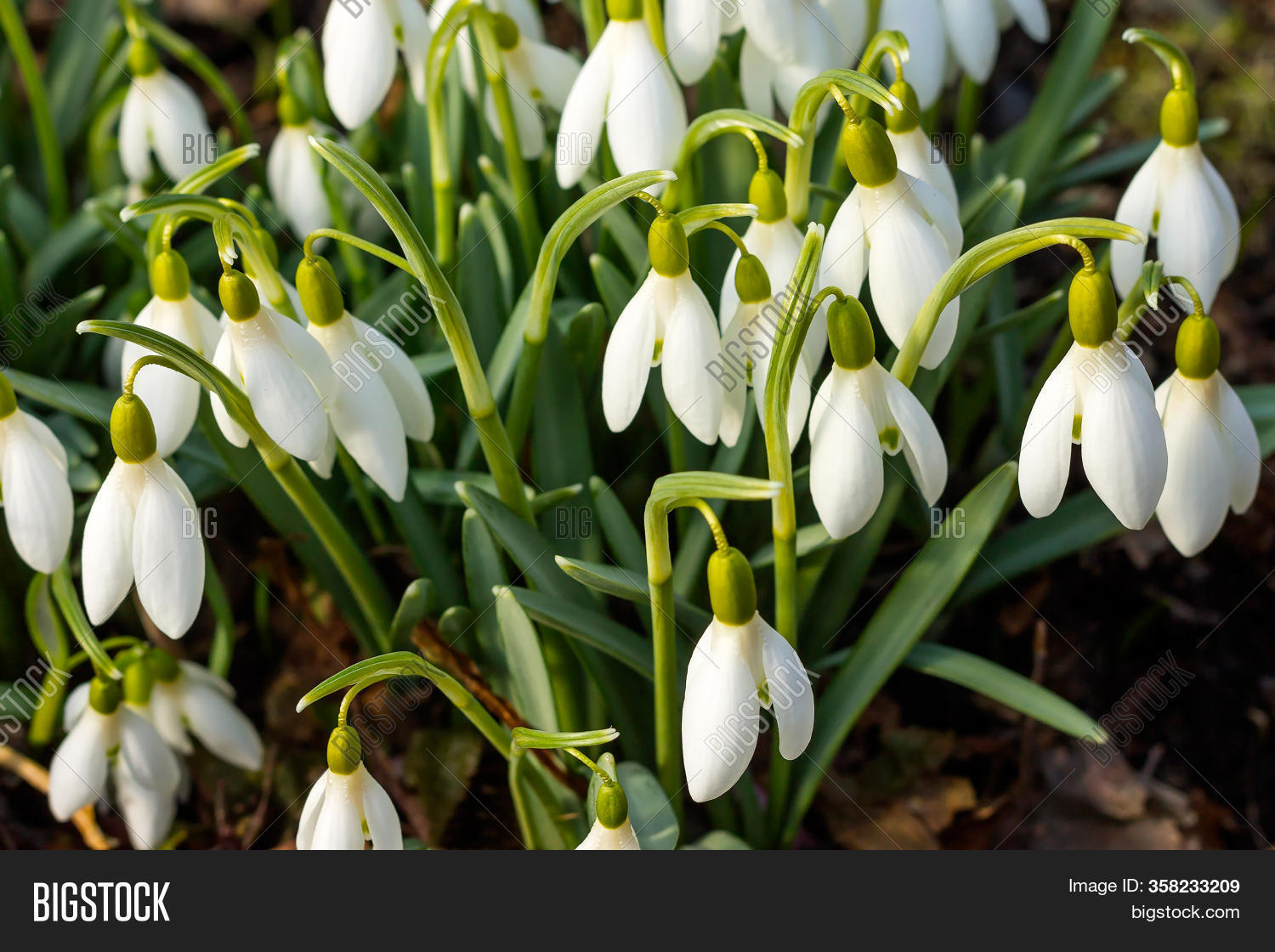 Snow-white Spring Image & Photo (Free Trial) | Bigstock