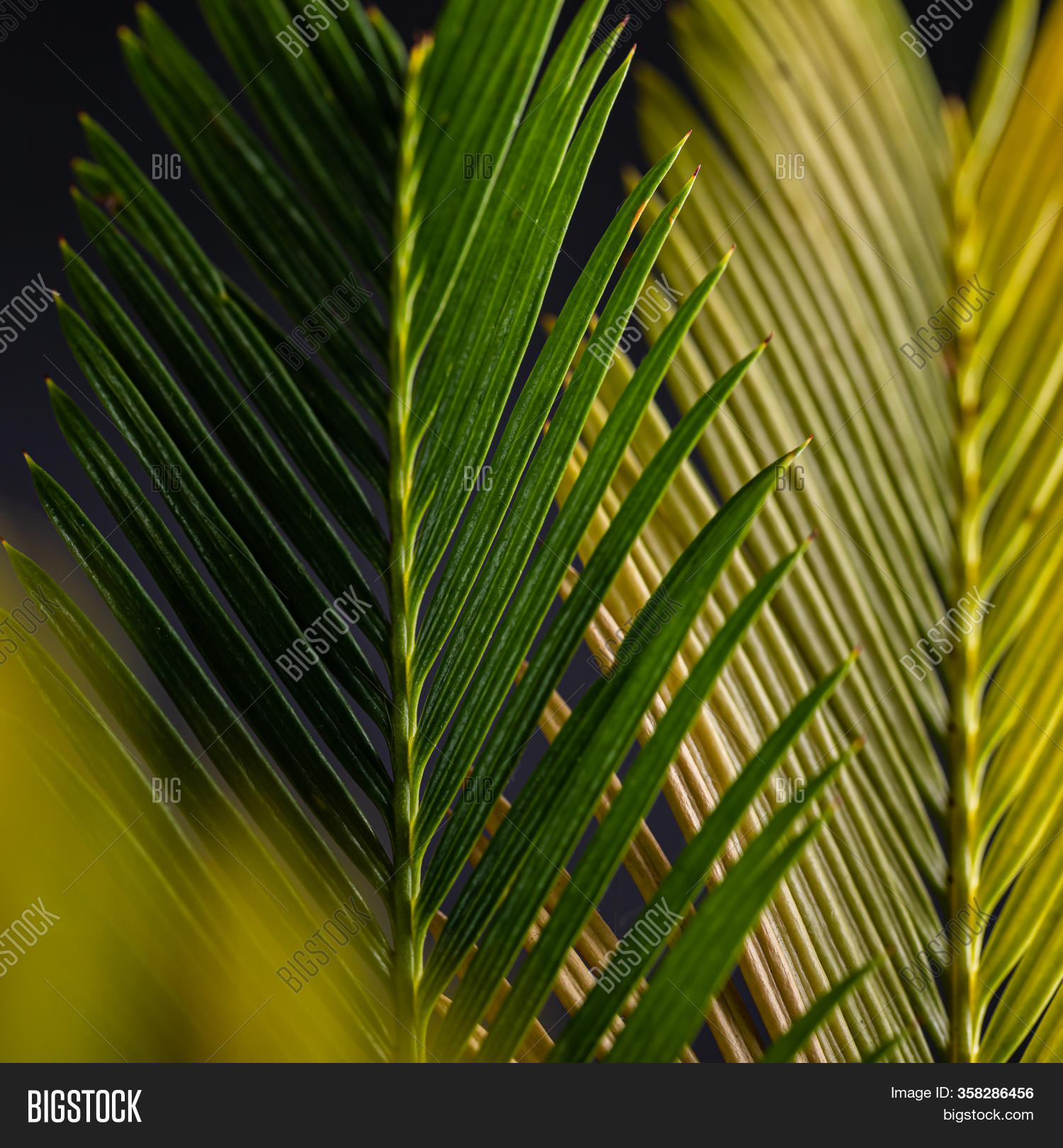 Cicada Leaves On Dark Image & Photo (Free Trial) | Bigstock