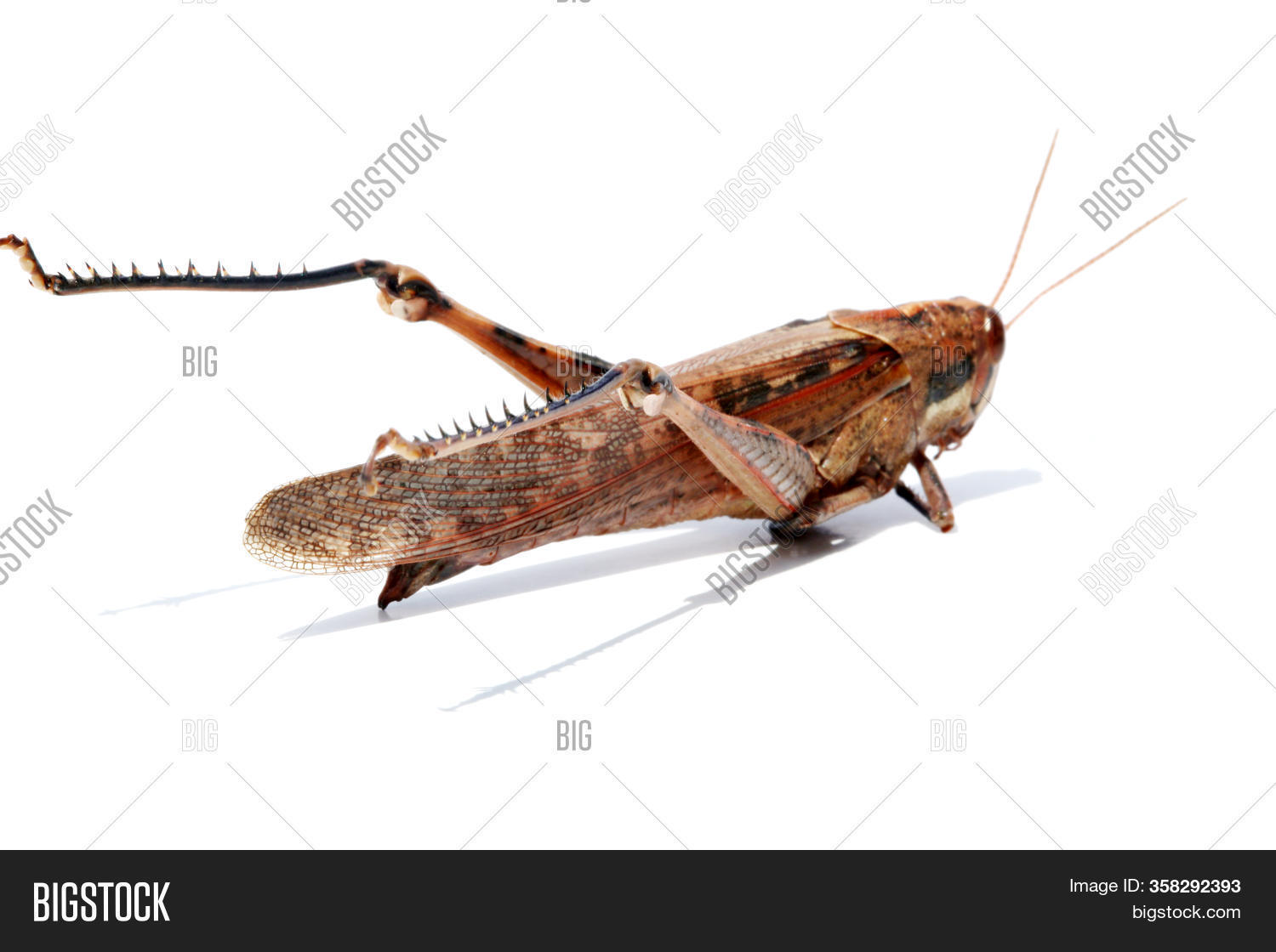 Locust. Grass Hopper. Image & Photo (Free Trial) | Bigstock