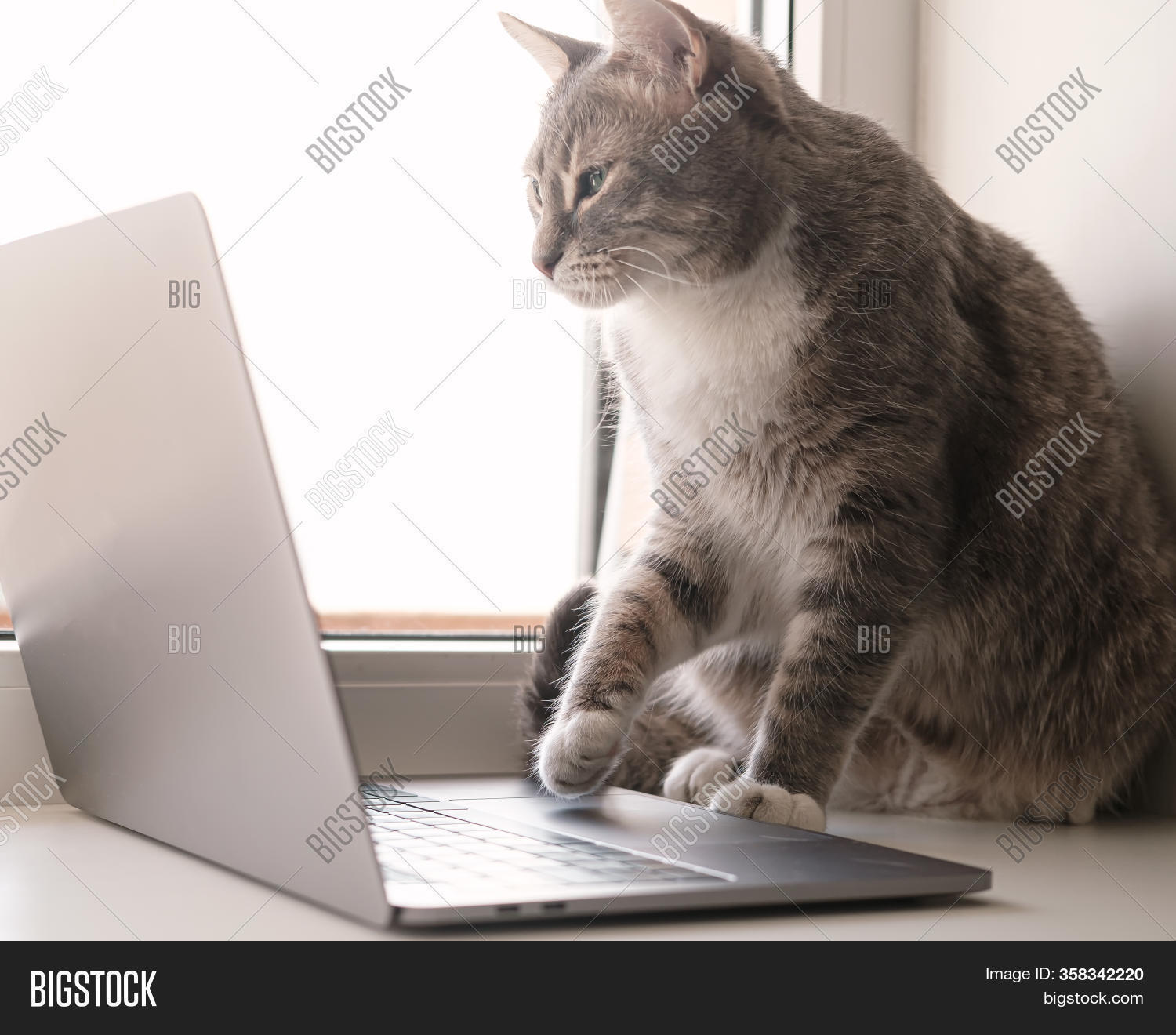 Focused, Serious Cat Image & Photo (Free Trial) | Bigstock