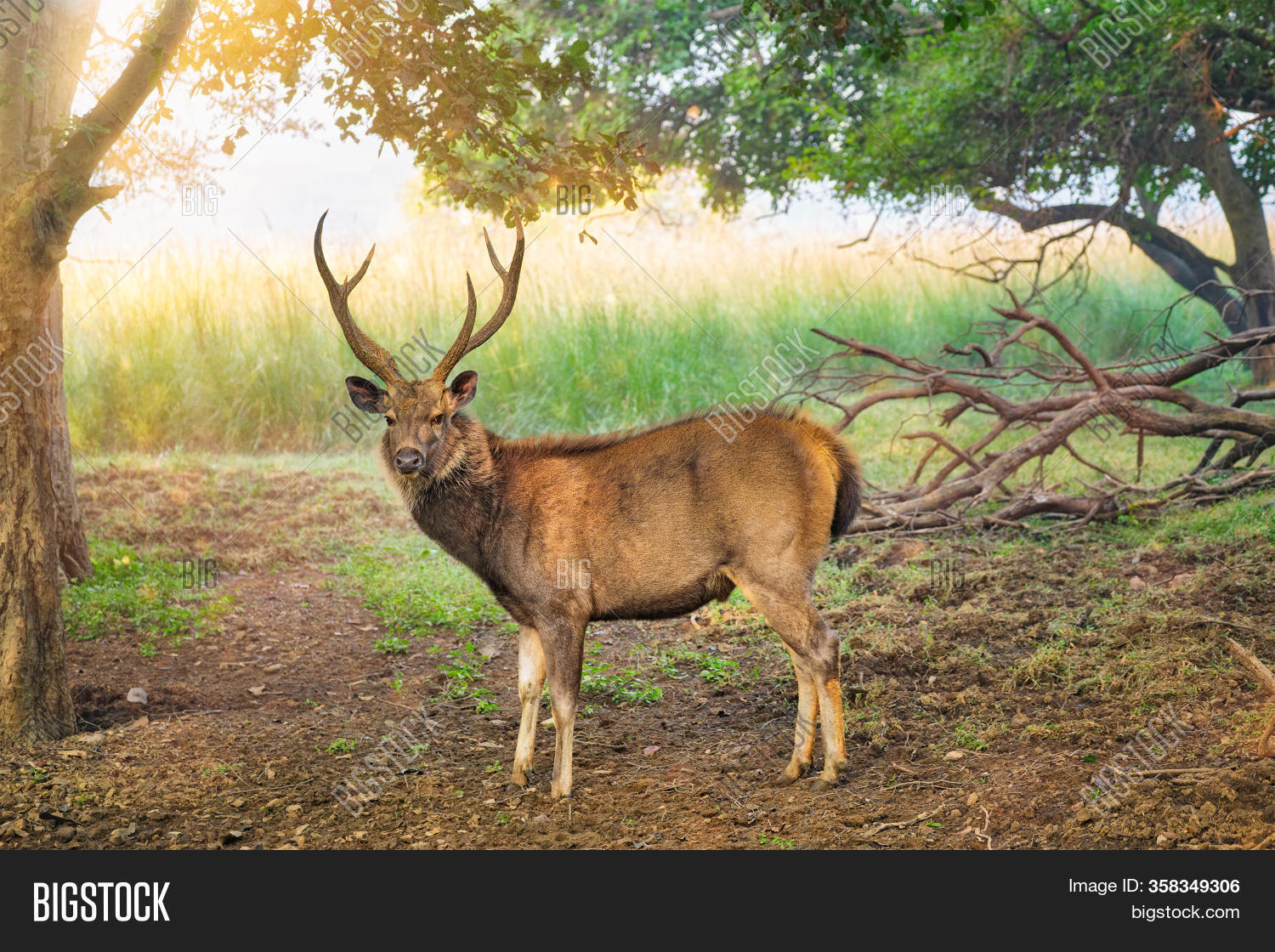 Male Sambar (Rusa Image & Photo (Free Trial) | Bigstock