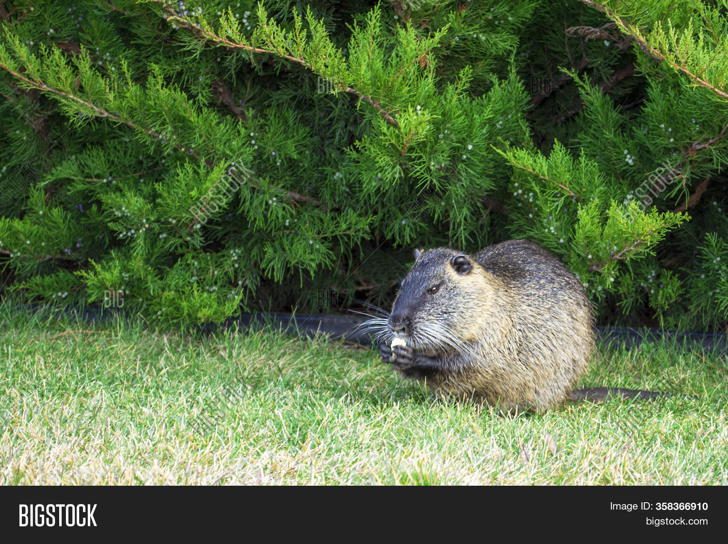 Muskrat Sits On Green Image & Photo (Free Trial) | Bigstock